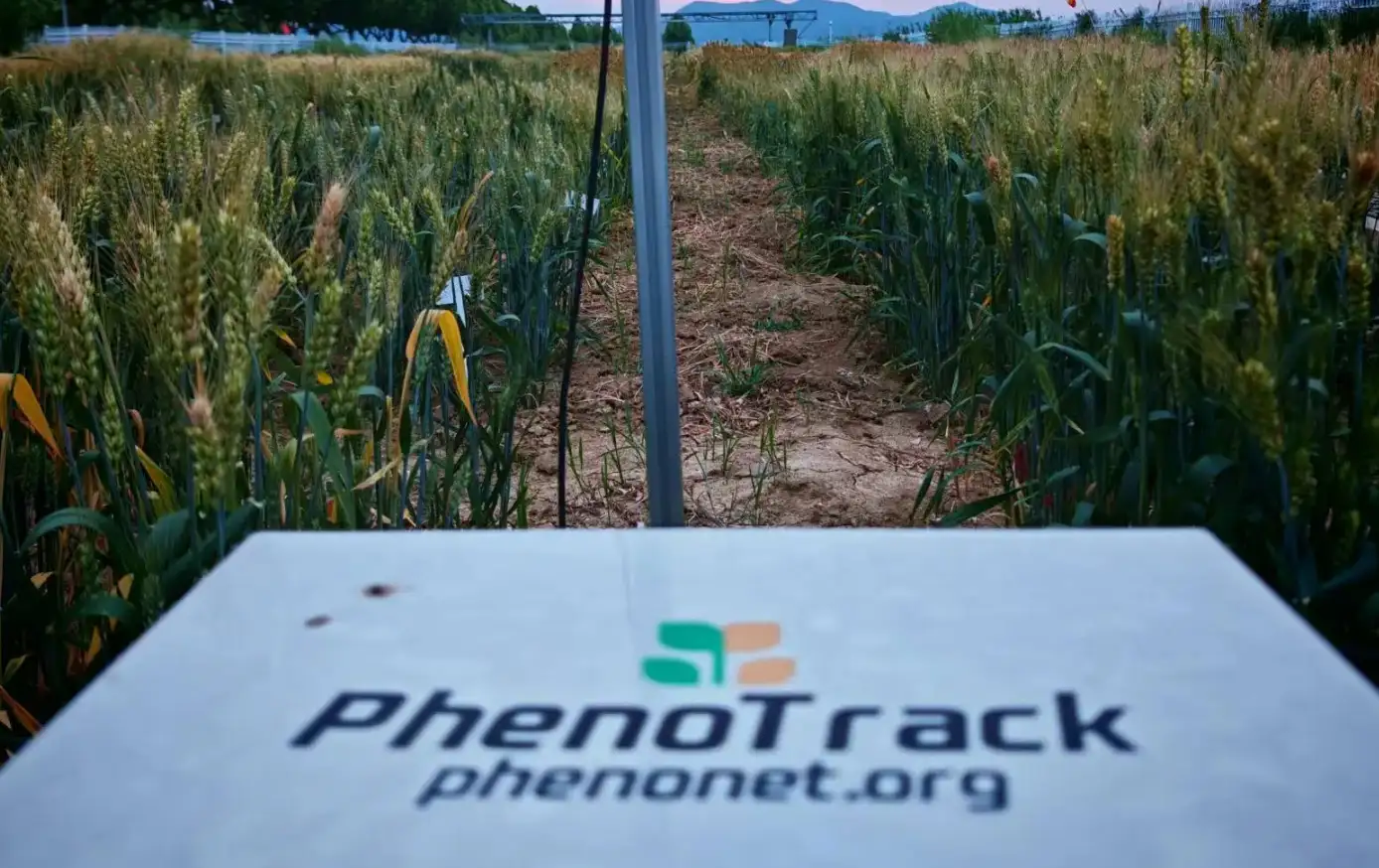 PhenoNet Platform - A comprehensive solution for wheat phenology research.